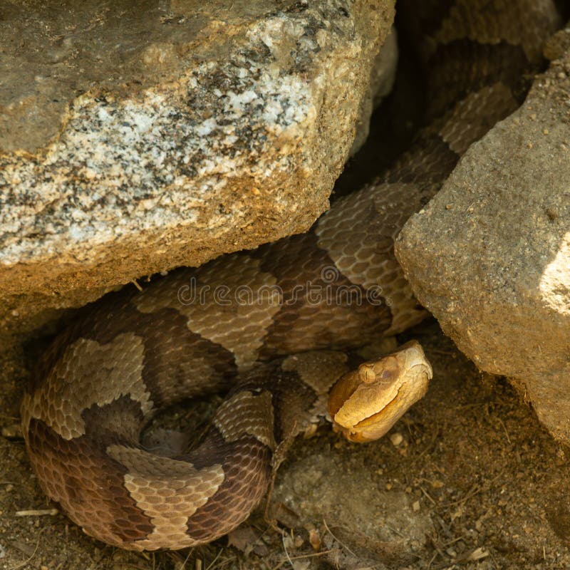 Grumpy Copperhead Hidden in Rock Pile Stock Image - Image of reptile ...