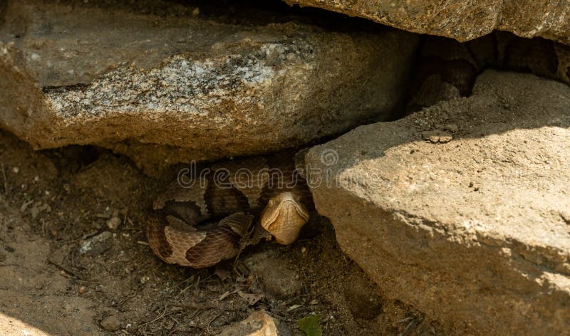 Grumpy Copperhead Snake Hides Under Rocks Stock Image - Image of ...