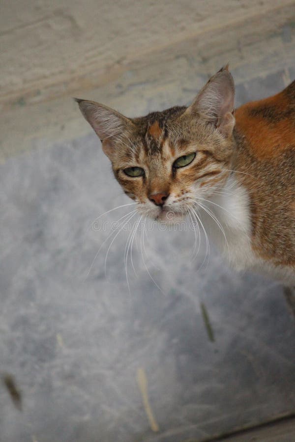 A grumpy and cute cat stock photo. Image of playing - 148353424