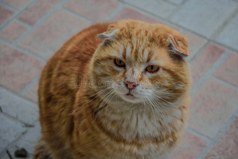 Grumpy and Cute Scottish Fold Ear Breed Cat Outdoors Stock Photo ...