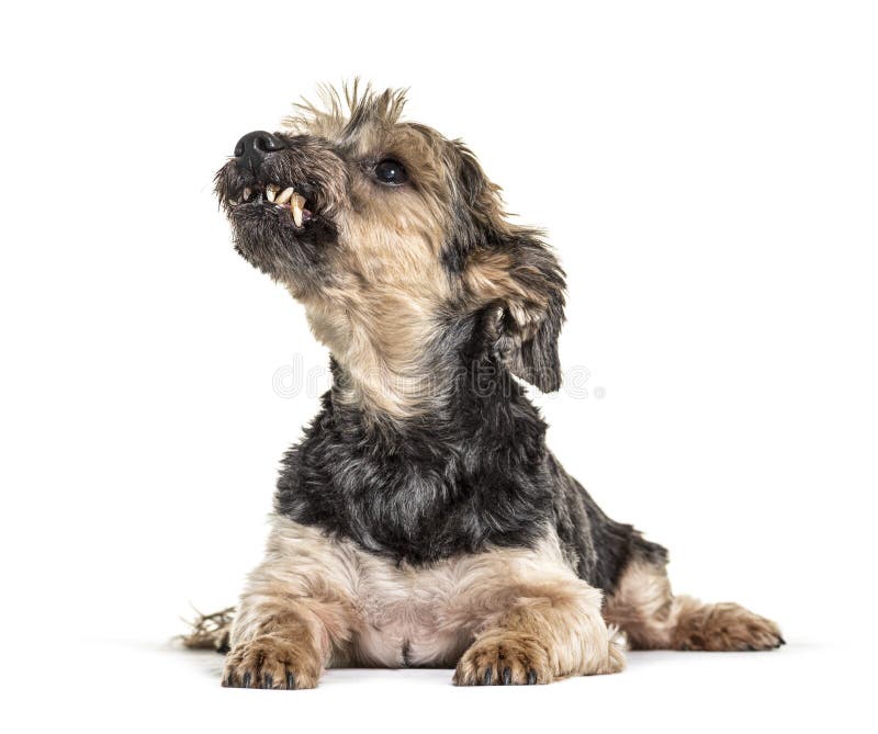 Grumpy Deitado Yorkshire Terrier Olhando Para Cima Mostrando Seu Dente ...