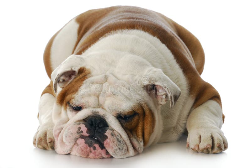 824 Grumpy Dog Stock Photos - Free & Royalty-Free Stock Photos from ...
