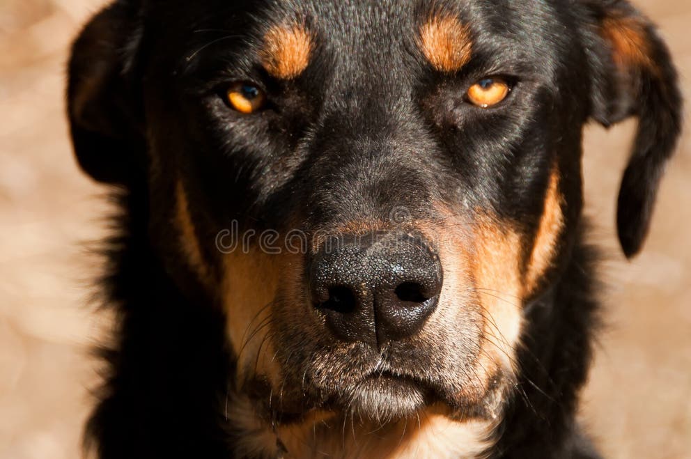 Grumpy dog face stock photo. Image of angry, grumpy, animal - 26074414