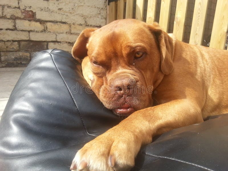 GRUMPY DOG stock photo. Image of grumpy, sleepy, cute - 43912400