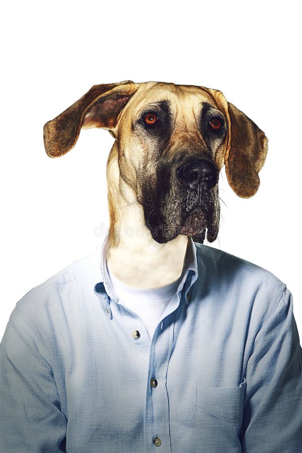 Grumpy Dog S Head on Businessman Body Stock Photo - Image of portrait ...