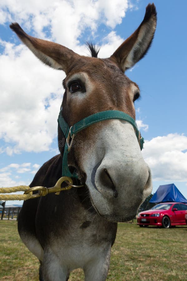Grumpy Donkey Stock Photos - Free & Royalty-Free Stock Photos from ...
