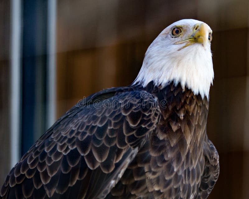 Grumpy Eagle stock image. Image of looking, nature, eagle - 86041029