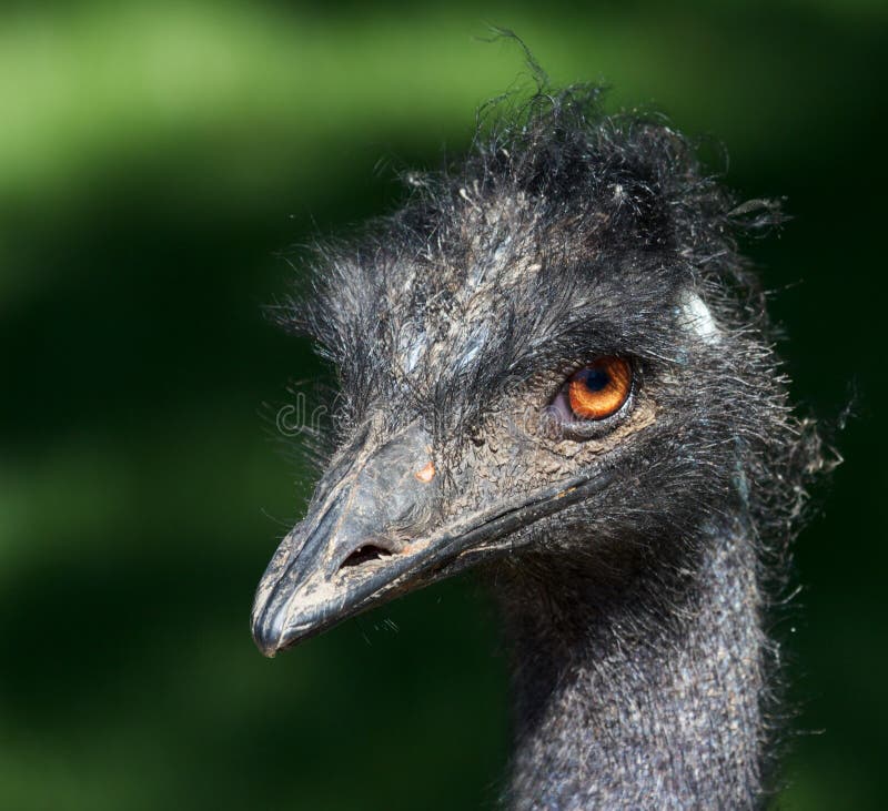 Grumpy Bird stock photo. Image of eastern, garden, water - 74244342