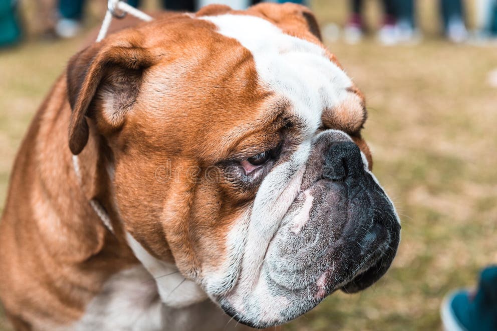 Grumpy English bulldog stock image. Image of male, cute - 77818615