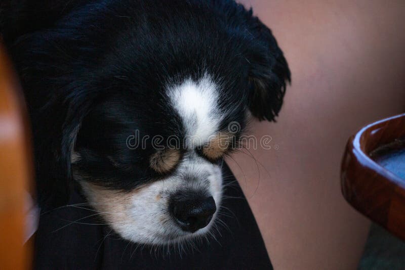 Grumpy Face Sleeping Puppy Closeup Stock Photo - Image of sleep ...