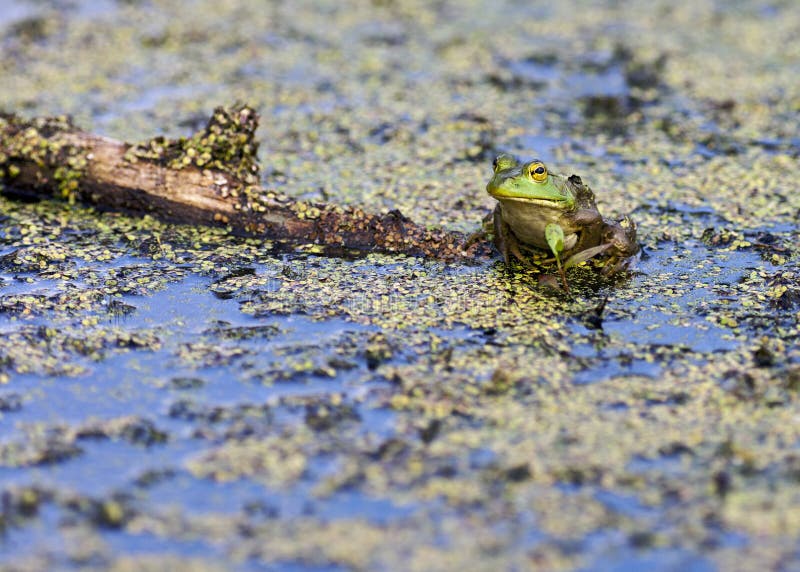 Grumpy Frog Stock Photos - Image: 27425583