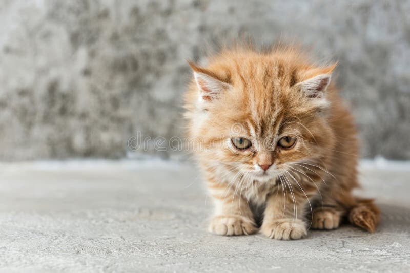 A Grumpy Ginger Kitten Seems To Squint at the World Stock Image - Image ...