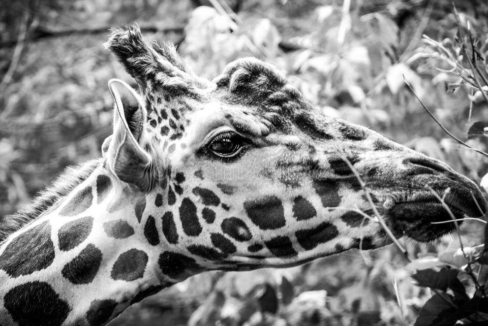 Grumpy Giraffe in Black and White Stock Photo - Image of grumpy, white ...