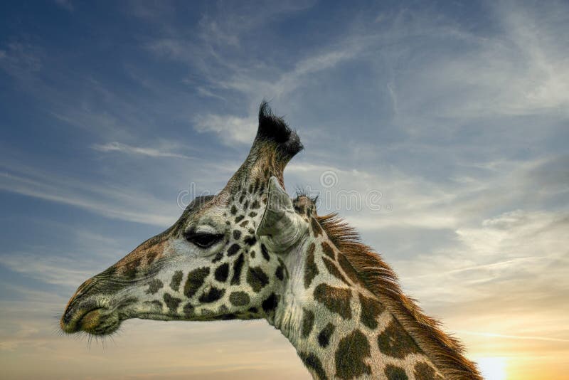 Grumpy Giraffe Head Close-up Stock Image - Image of giraffes, freedom ...
