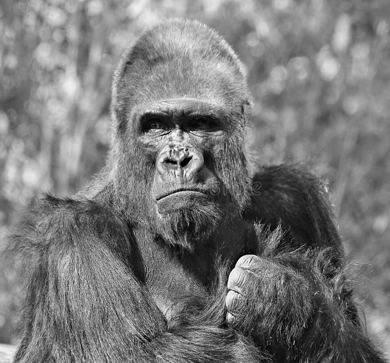 Grumpy Gorilla stock image. Image of furry, white, intimidate - 13715273
