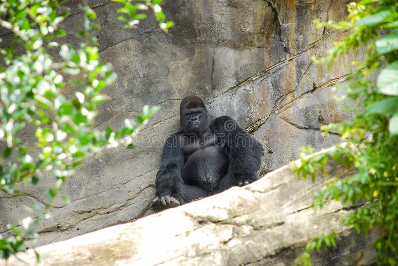 Grumpy Gorilla stock image. Image of gorilla, grumpy - 62213871