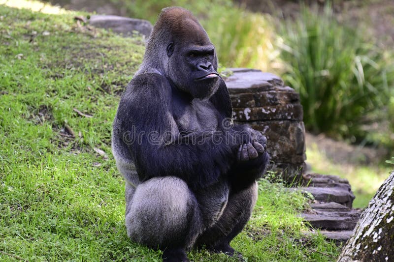 Grumpy gorilla stock image. Image of mammal, primate - 238355775