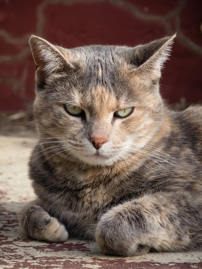 Tortoiseshell Tabby Cat Climbing a Tree Trunk Stock Photo - Image of ...