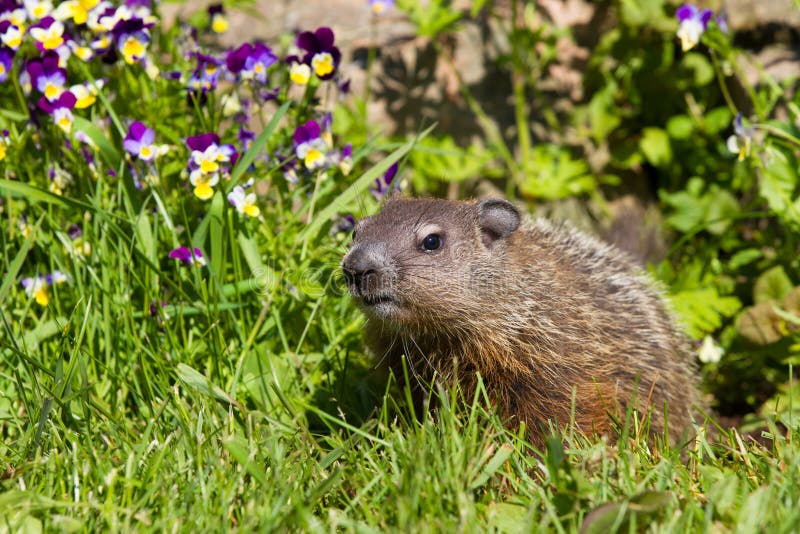 Grumpy groundhog stock photo. Image of rodent, grumpy - 85169288