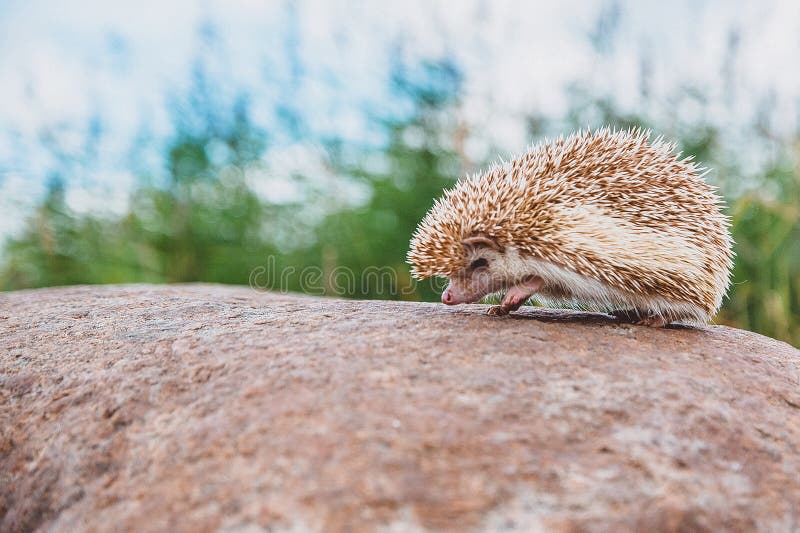 Grumpy Hedgehog Photos - Free & Royalty-Free Stock Photos from Dreamstime