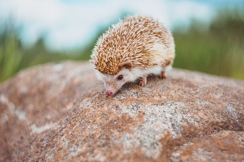 Grumpy Hedgehog Stock Photos - Free & Royalty-Free Stock Photos from ...