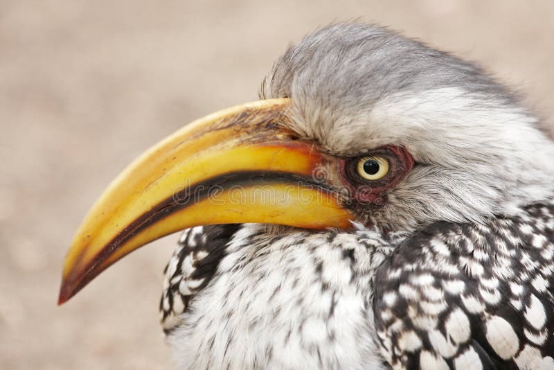 Grumpy Bird stock photo. Image of eastern, garden, water - 74244342