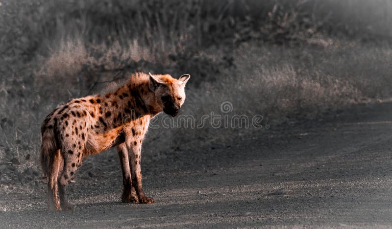 Grumpy hyena. stock photo. Image of nature, safari, grumpy - 325210316