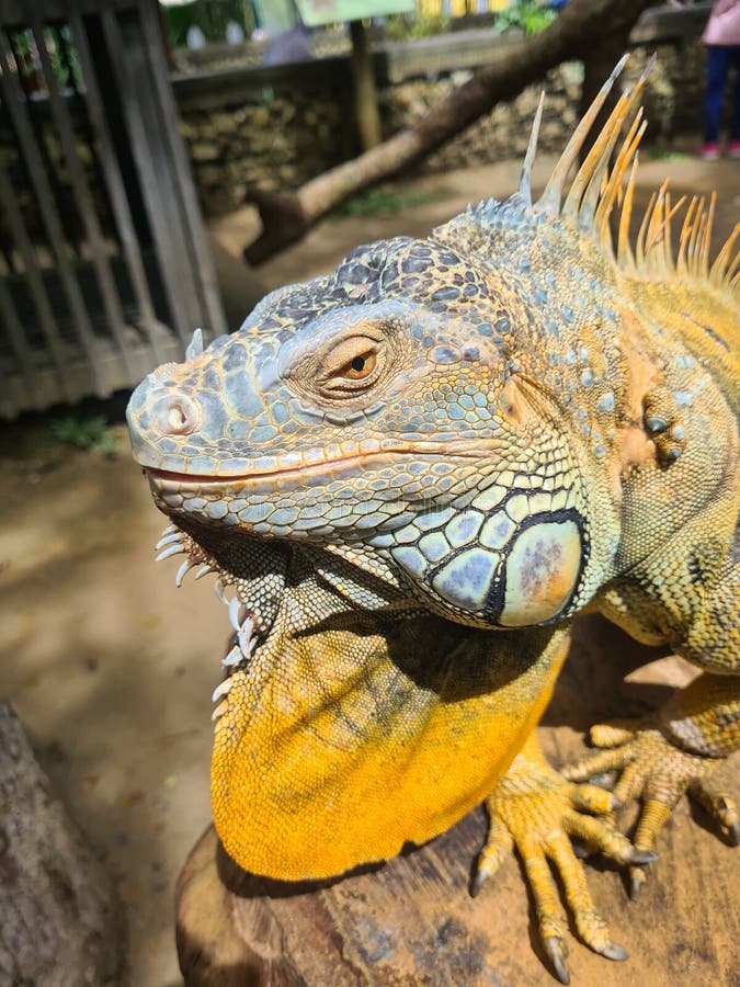 Grumpy iguanas at zoo stock photo. Image of green, wildlife - 209883436