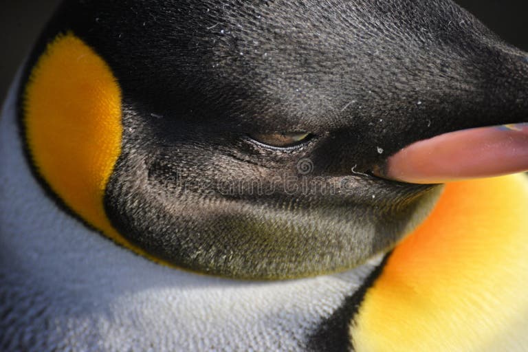 Grumpy king penguin stock image. Image of camera, cocking - 109699357