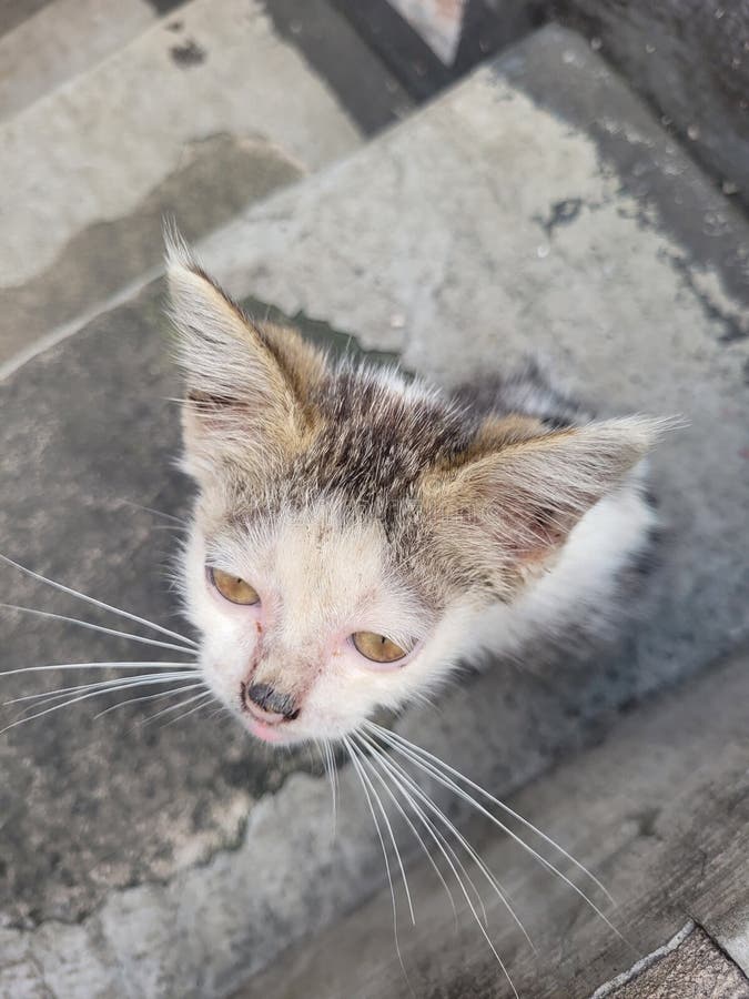 Grumpy kitten face stock photo. Image of kitten, face - 262021828
