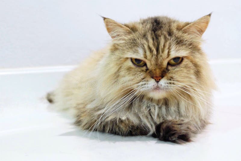 Disapproving Cat Stock Photos - Free & Royalty-Free Stock Photos from ...