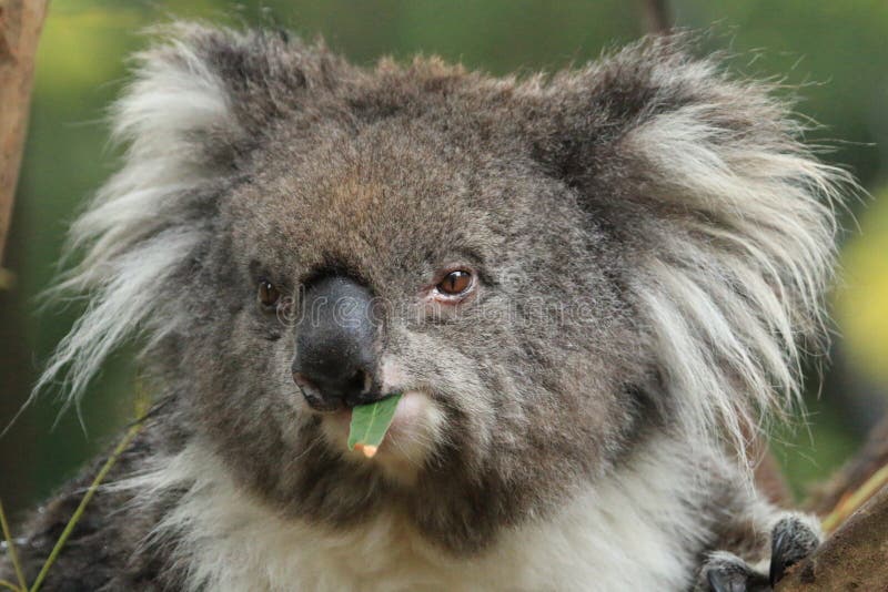 Grumpy Koala stock photo. Image of furry, sleepy, eucalyptus - 83573304