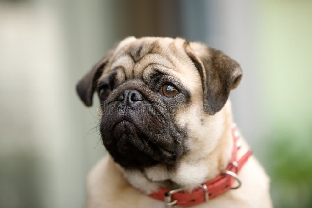 Grumpy little dog stock image. Image of animal, puppy - 13813631