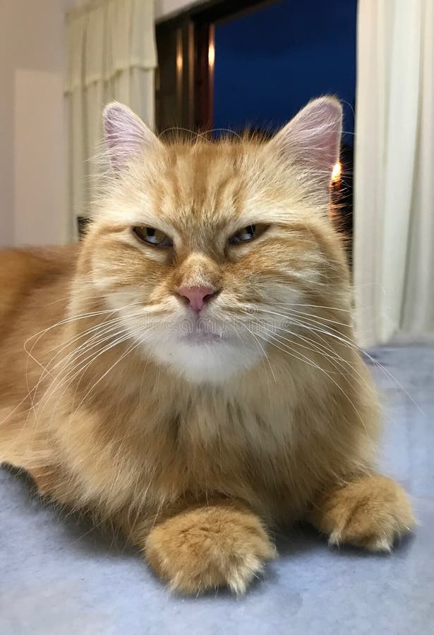 Grumpy Cat Stock Photos - Download 1,902 Royalty Free Photos