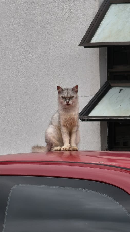 A Grumpy-looking Cat Sitting on the Roof of the Car Stock Photo - Image ...