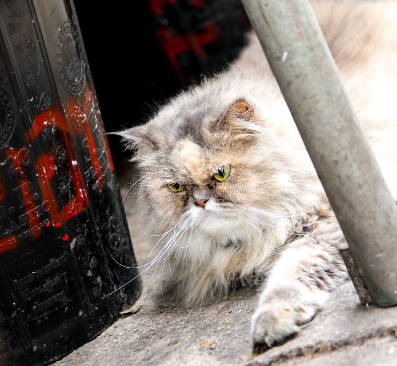 1,684 Grumpy Fluffy Cat Stock Photos - Free & Royalty-Free Stock Photos ...