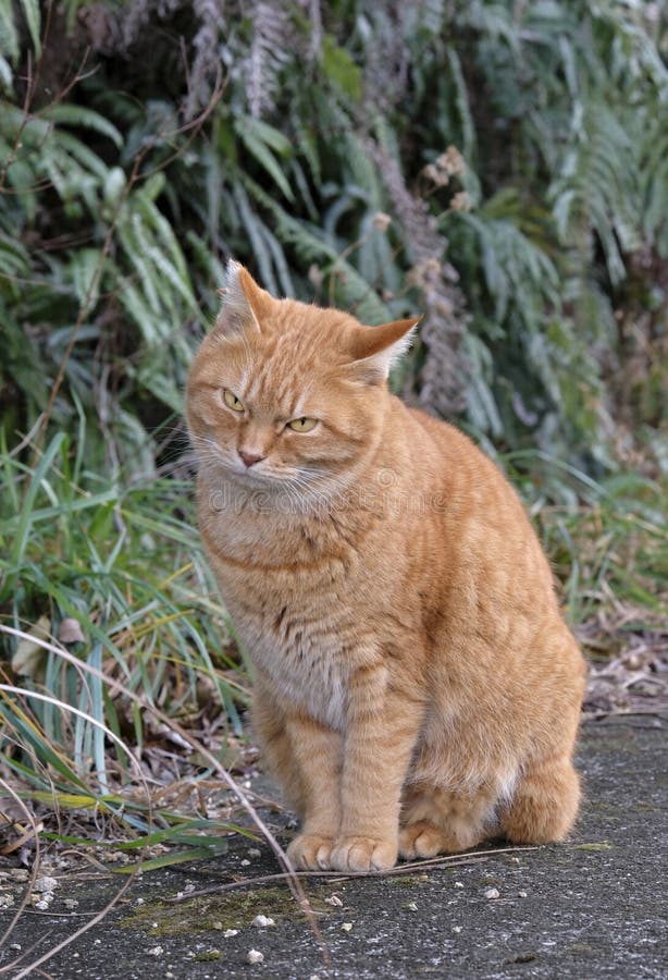 Ginger Grumpy Cat Standing Serious - Side Head View Stock Photo - Image ...