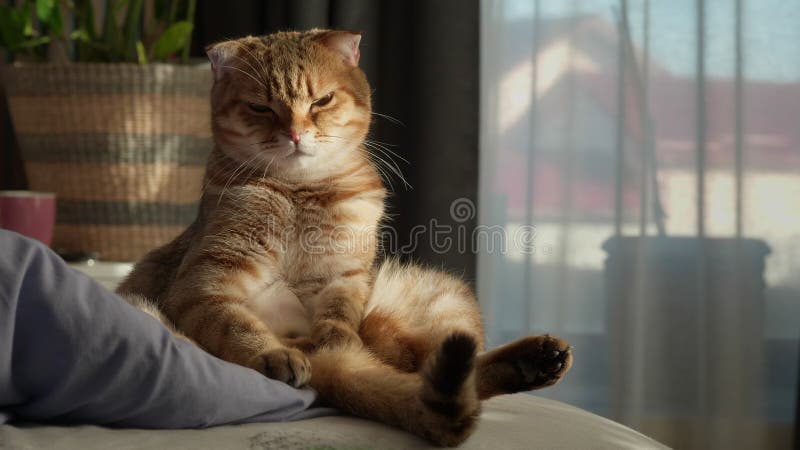 Grumpy-looking Ginger Scottish Fold Cat Sits Upright on a Bed in a ...