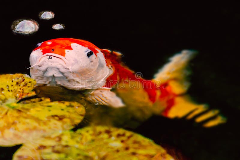Grumpy Looking Large Koi Carp Fish with Three Bubbles of Water Stock ...