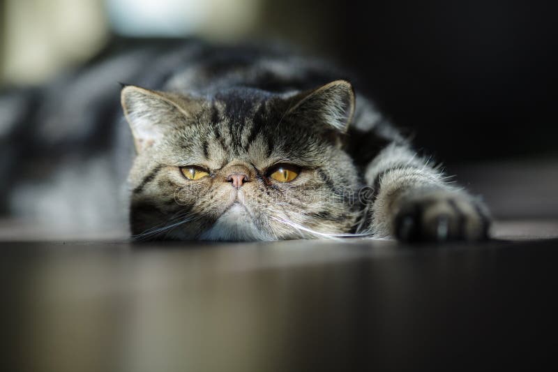 Grumpy-looking Tabby Cat with Golden Eyes Stretches Out on the Floor ...