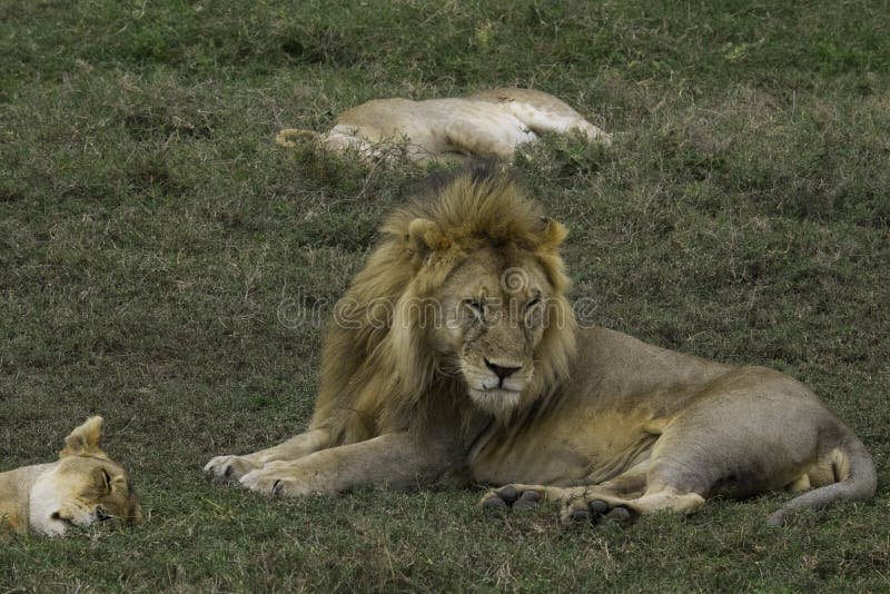 Grumpy Male Lion in Serengeti Stock Image - Image of nature, five: 39267221