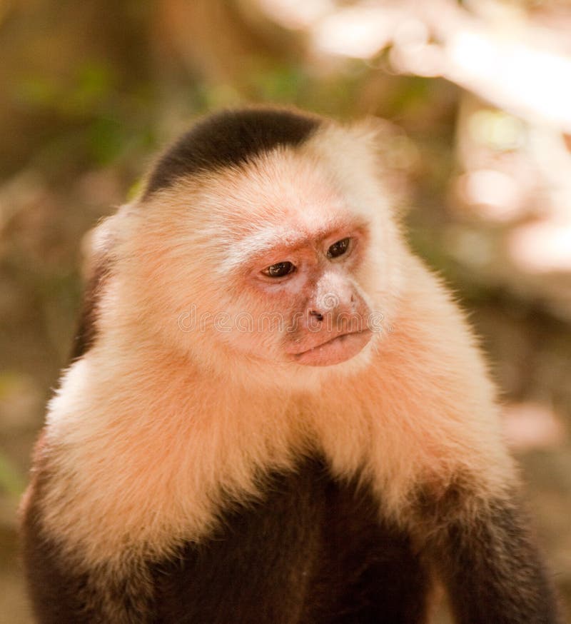 A Grumpy Faced Masai Ostrich Carrying Clouds Stock Photo - Image of ...