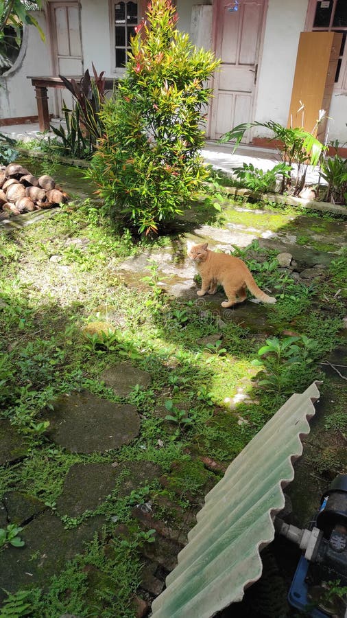 Grumpy Orange Cat stock image. Image of caught, orange - 261766937