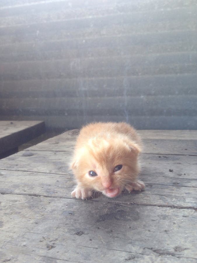 Grumpy orange kitten stock image. Image of orange, kitten - 54865035