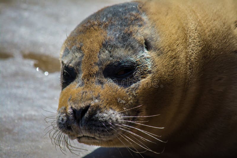 Grumpy seal stock photo. Image of grumpy, seal, closeup - 42623694