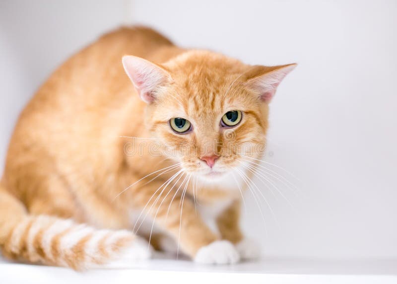 A Grumpy Shorthair Cat Staring at the Camera Stock Image - Image of ...