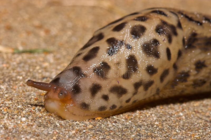 Grumpy the slug stock image. Image of sick, waiting, alone - 1927263