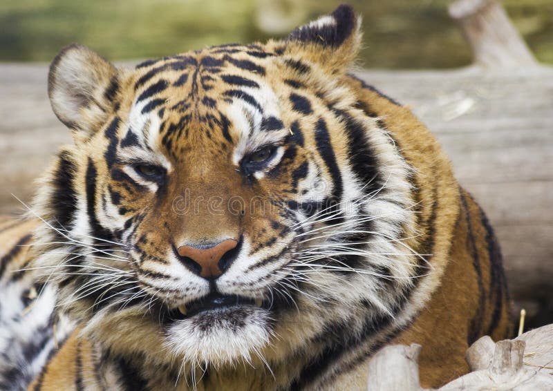 Grumpy Tiger stock photo. Image of face, puma, tails - 43313984