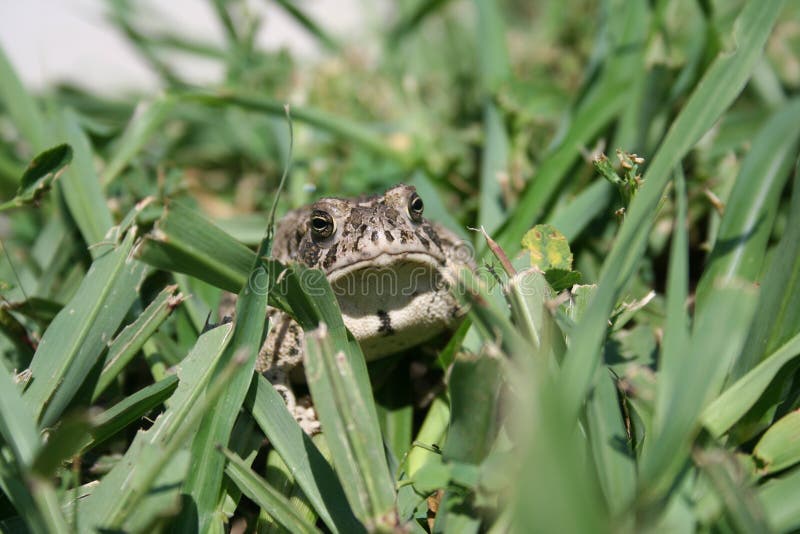 Grumpy Toad stock image. Image of amphibian, grumpy, toad - 42394959
