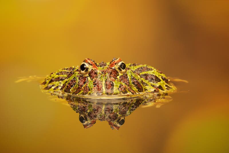 Grumpy toad stock photo. Image of camera, toad, ornate - 58221324
